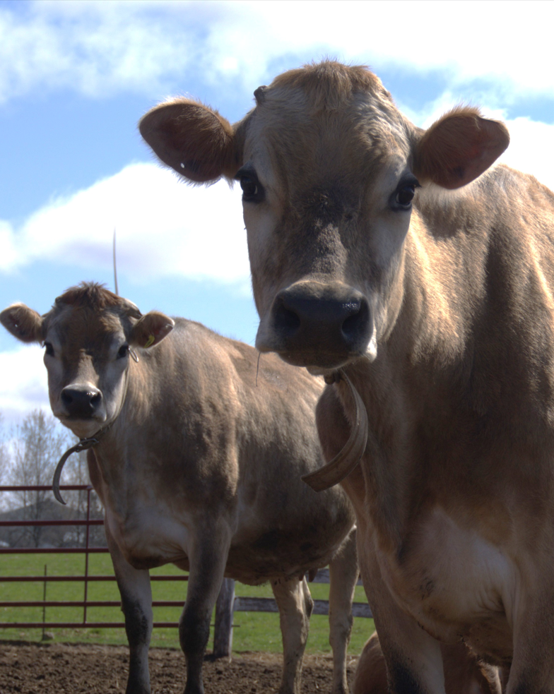 Handcrafted Amish Cheese from Wisconsin | Kingston Creamery